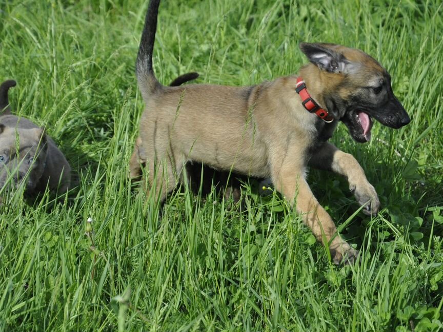 Бельгийская овчарка малинуа девочка