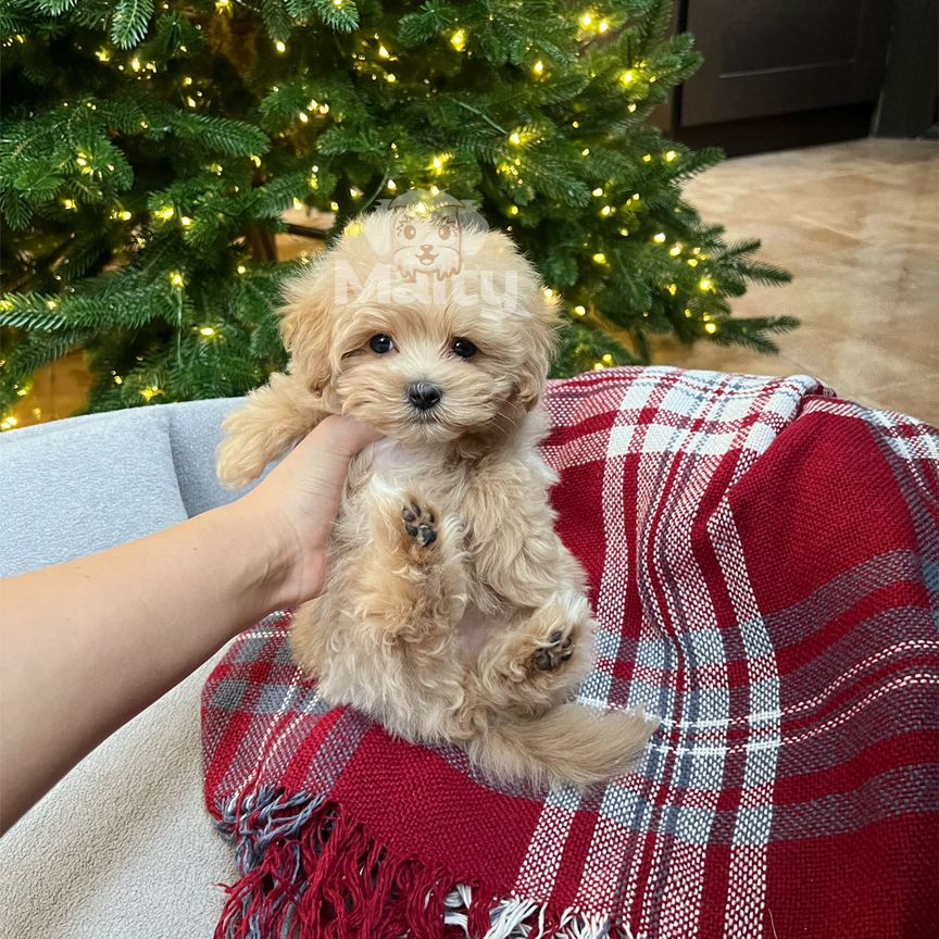 Мальтипу f1 mini мальчик baby face