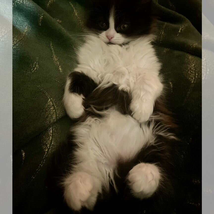 Британский длинношёрстный котёнок