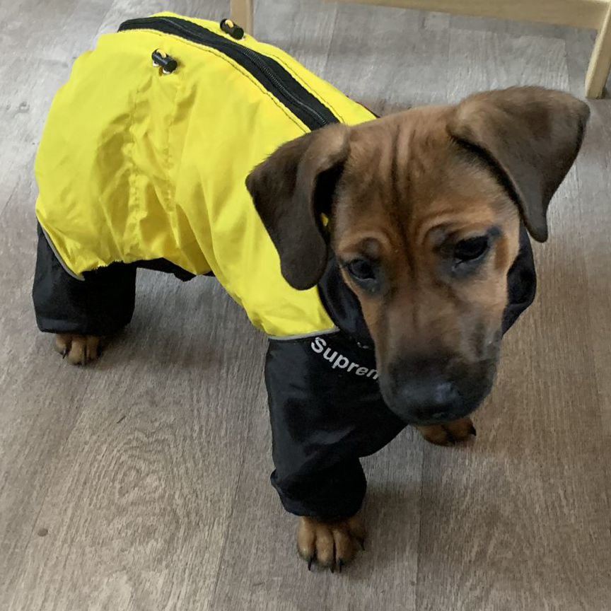 Такса, щенок