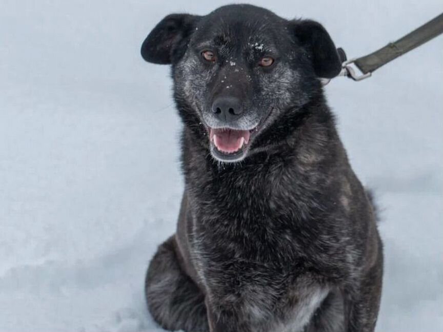 Собака в добрые руки. Чудо-псица Сабрина ищет дом