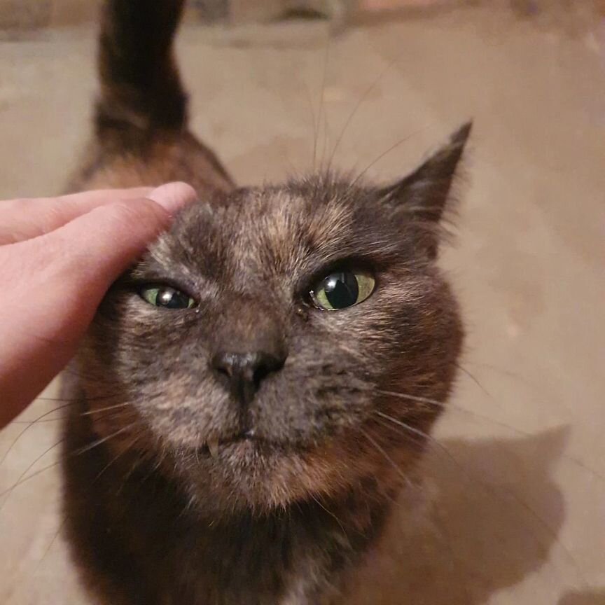 Кошка ищет хозяина. Отдадим в хорошие руки