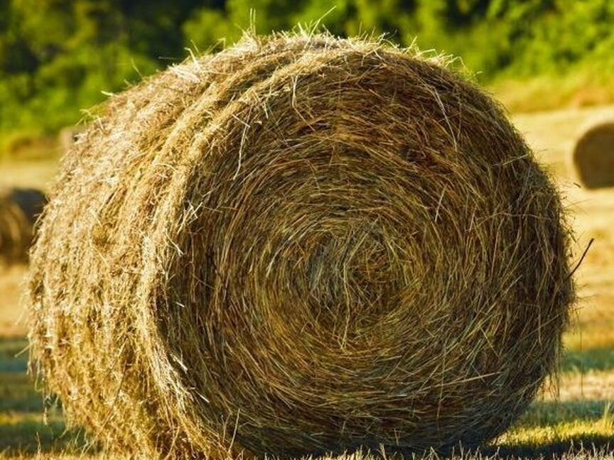 Сено тимофеевка