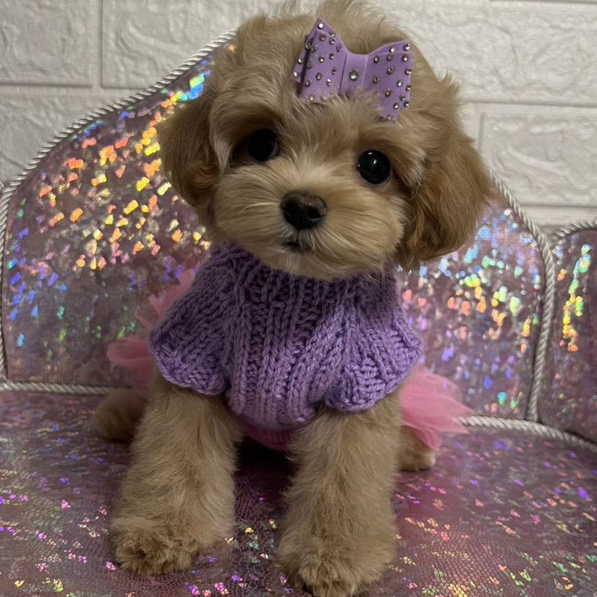 Мальтипу, щенок