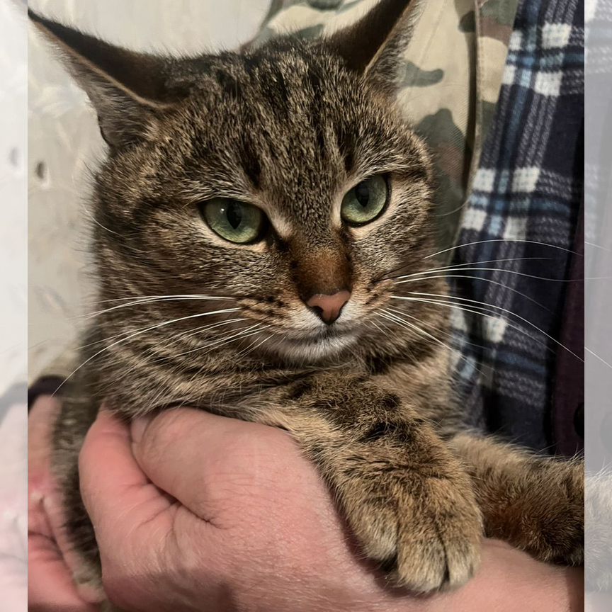 Бенгальская, взрослая кошка