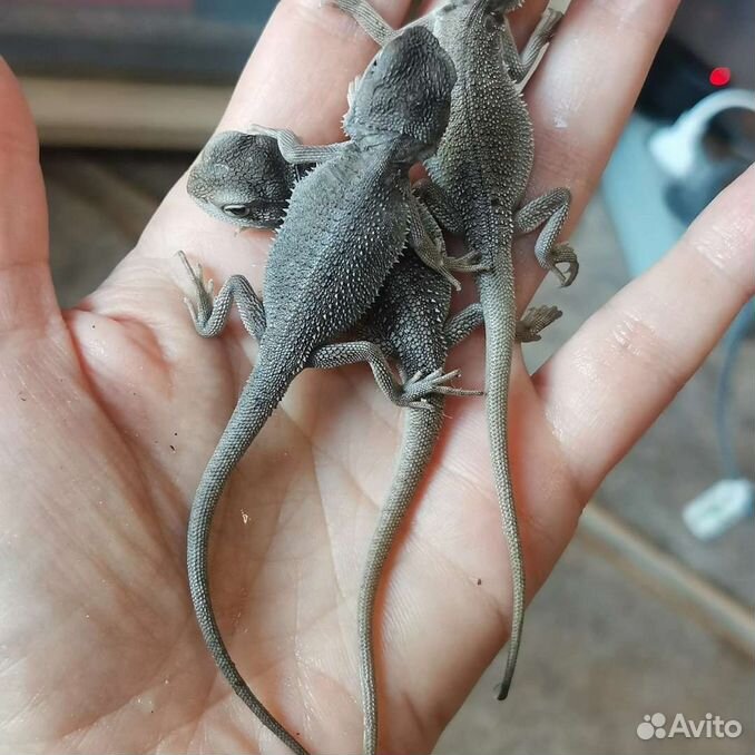 Бородатая агама, малыши зеро, zero, хет зеро