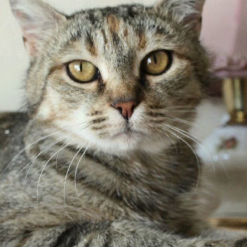 Стерильная Афина заботливым людям