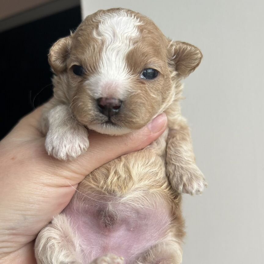 Мальтипу, щенок