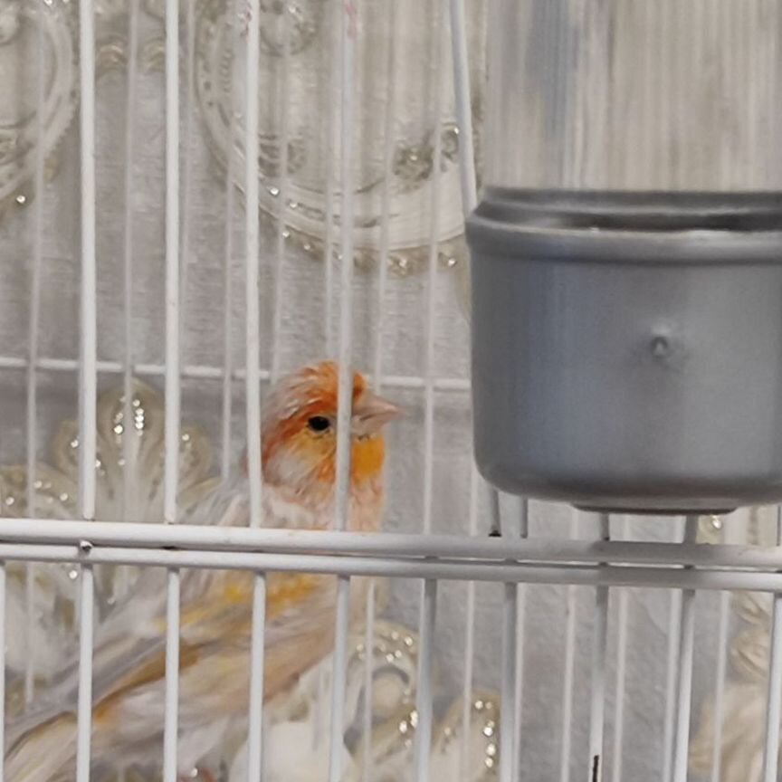 Канарейка кенар