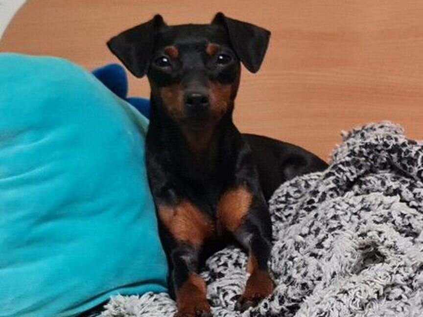 Цвергпинчер