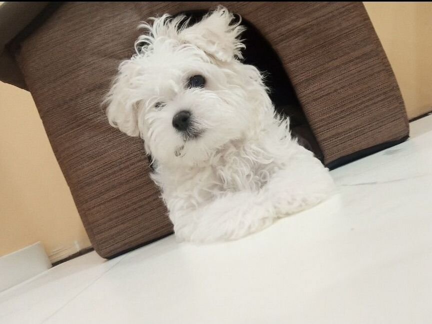 Мальтийская болонка мини