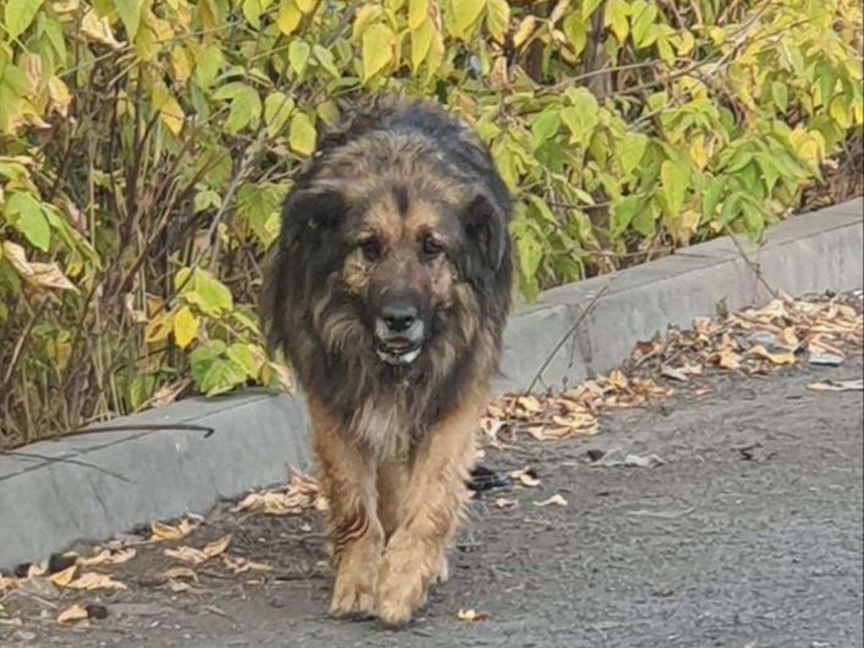 Добряку нужен дом. Шикарный пес