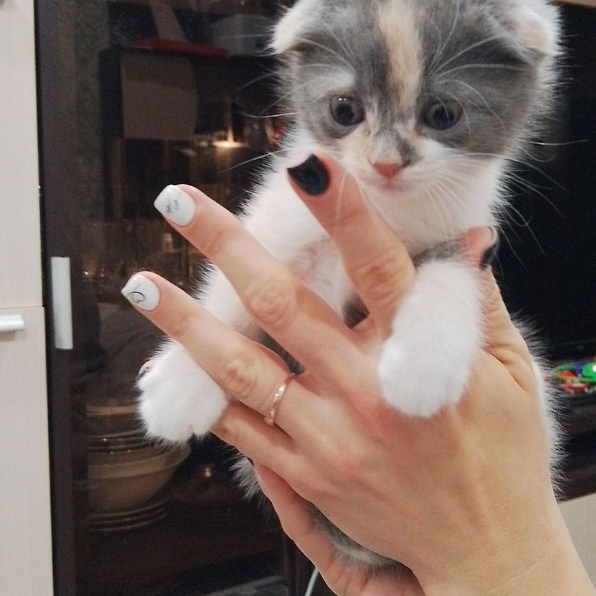 Котята породистые британец вислоухий