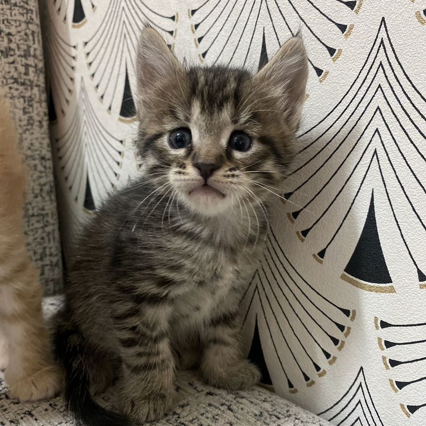 Котята мейн-кун