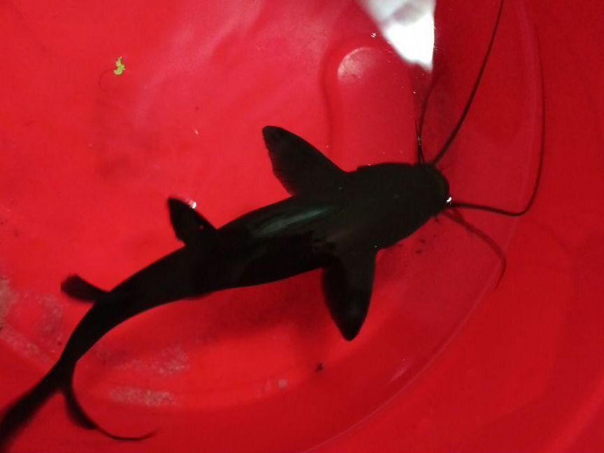 Черный сом багрус