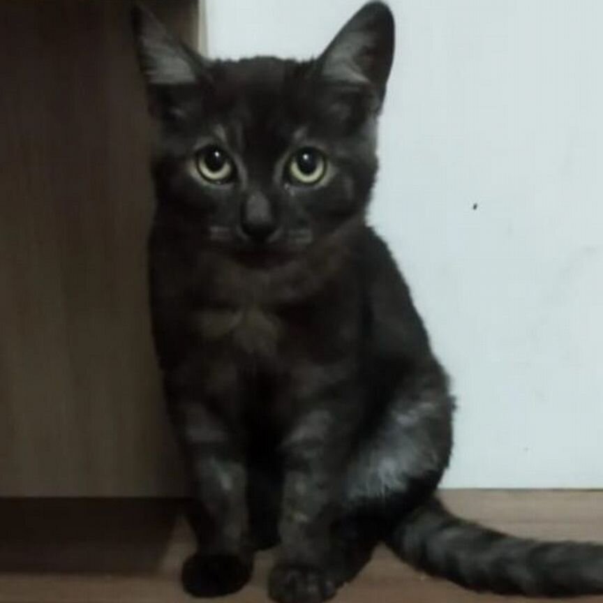 Малышка 3 месяца -котёнок