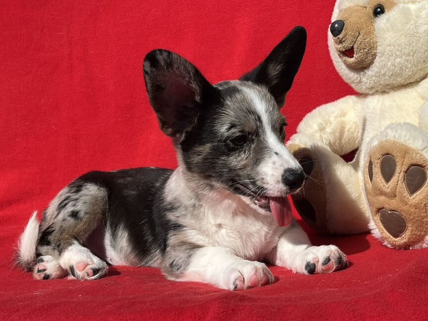 Вельш-корги кардиган мраморного окраса