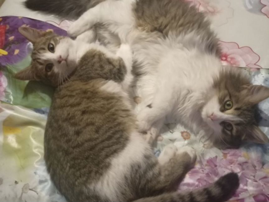Котята милые сестрички