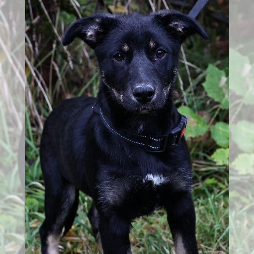 Щенок в добрые руки