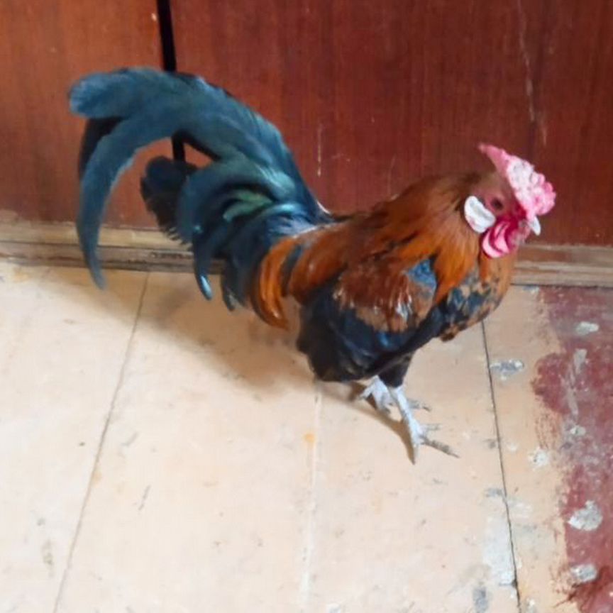 Мини куры, декоративные. Феникс, Бентам ява