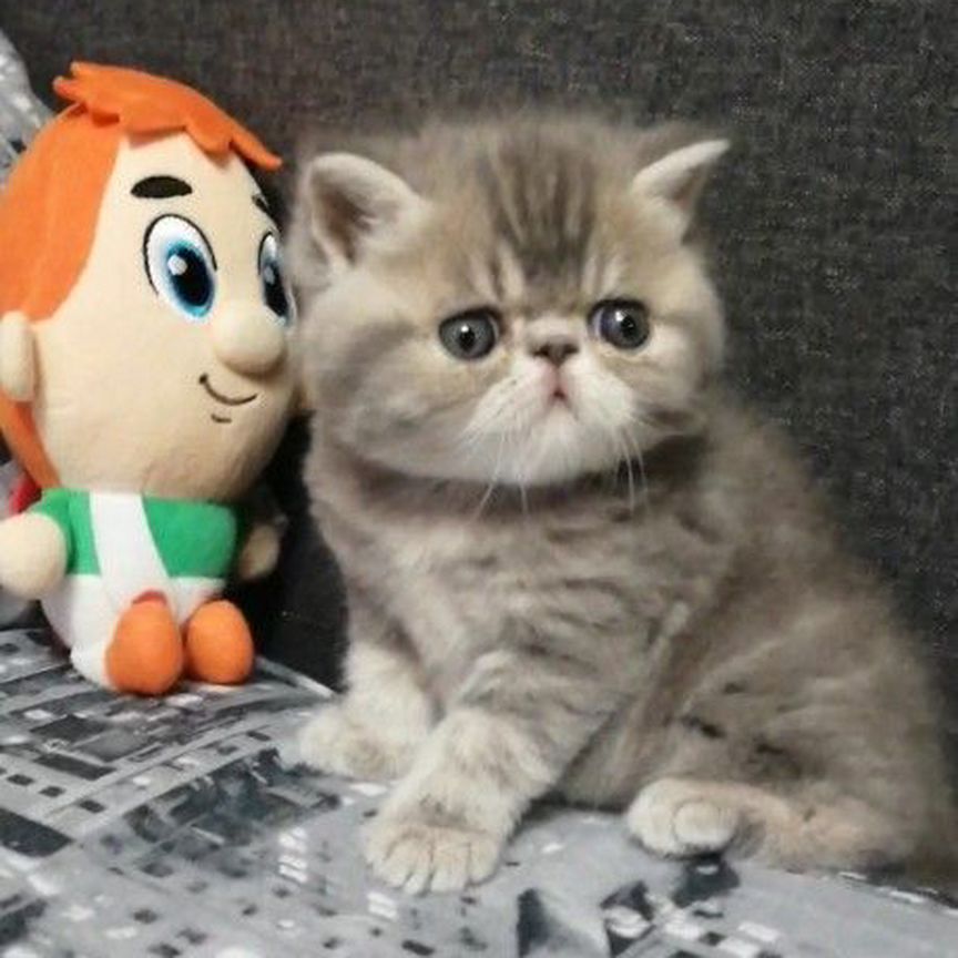 Котик экзотический короткошерстный