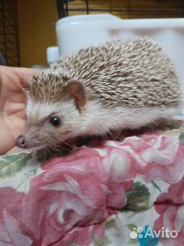 Карликовый ежик