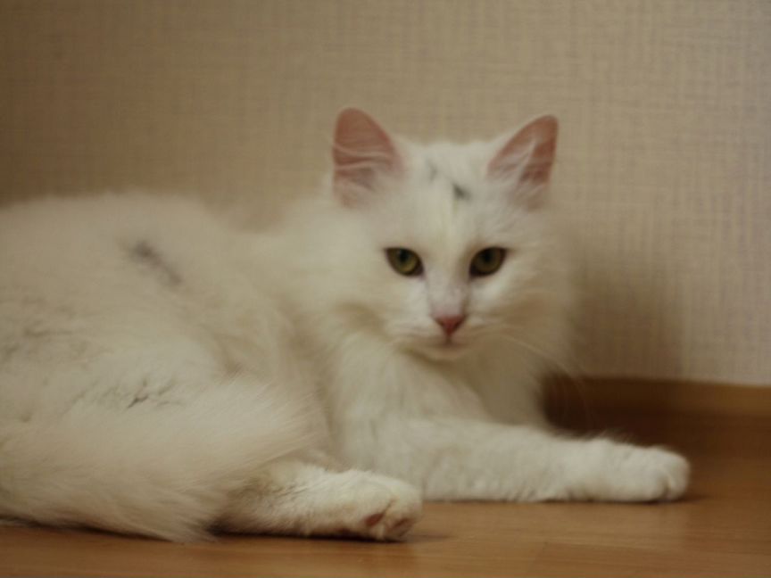 Котик, пушистое облачко, ищет дом