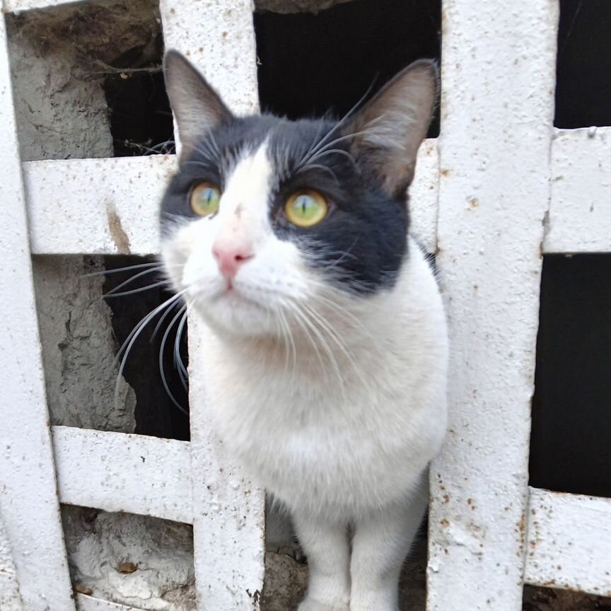 Крт потеряшка в добрые руки