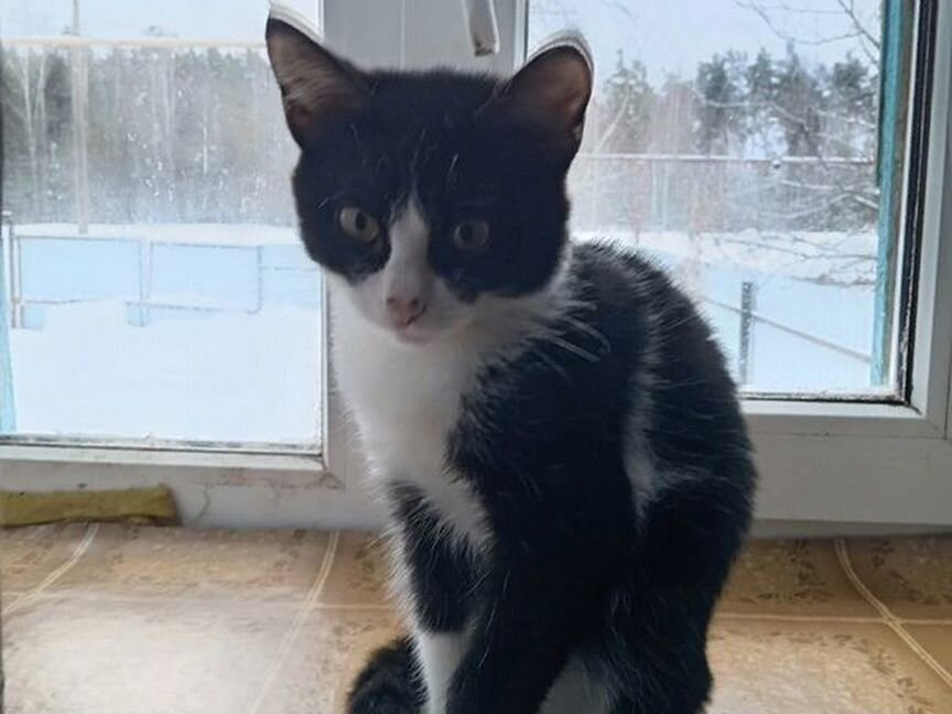Молодой котик ищет дом и добрую хозяйку