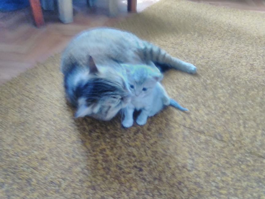 Котенок девочка серая