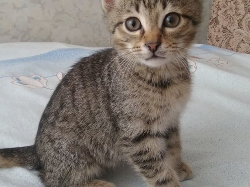 Котенок для знающих