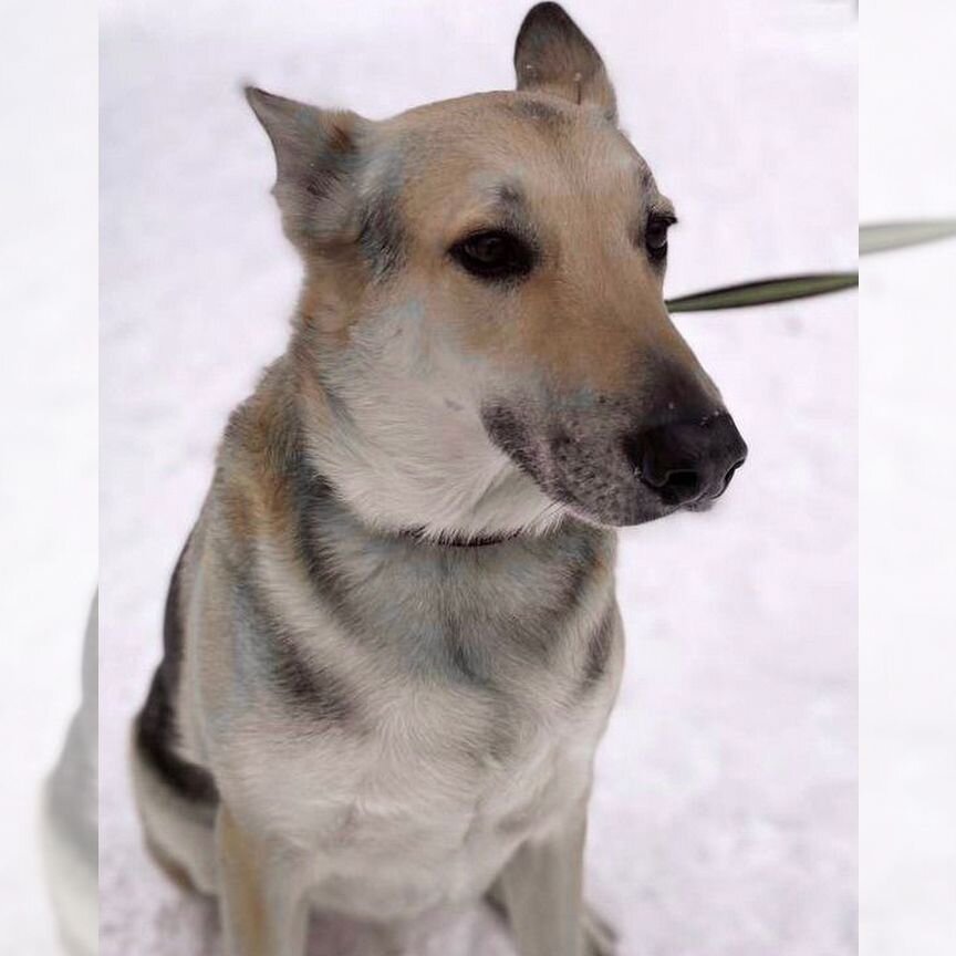 Взрослая собака в добрые руки