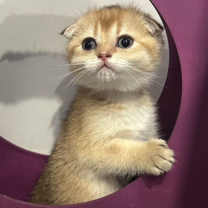 Шотландский вислоухий короткошёрстный котёнок