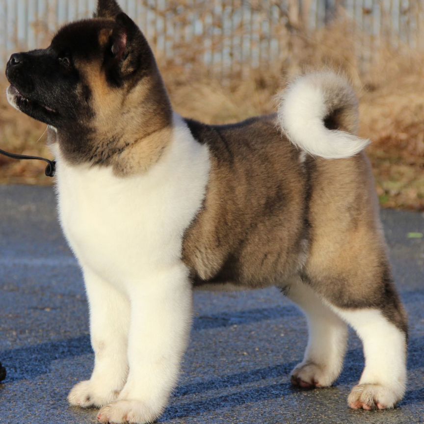 Американская акита, щенок