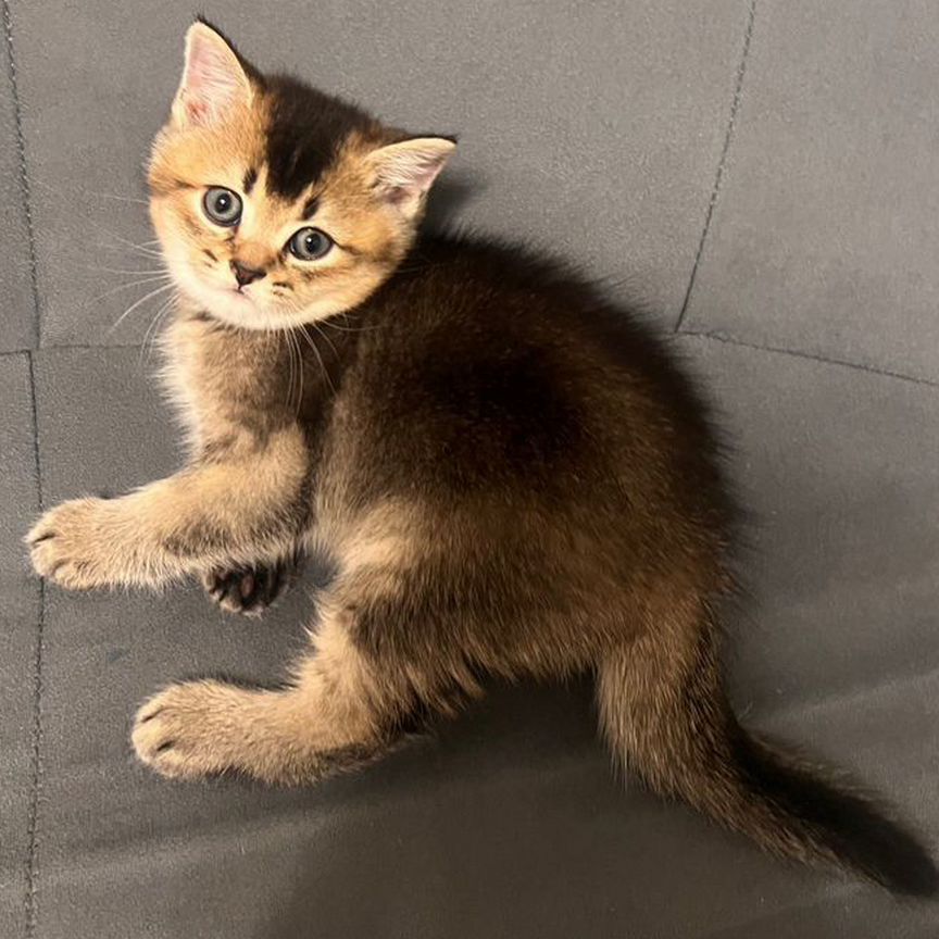 Шотландский прямоухий короткошёрстный котёнок