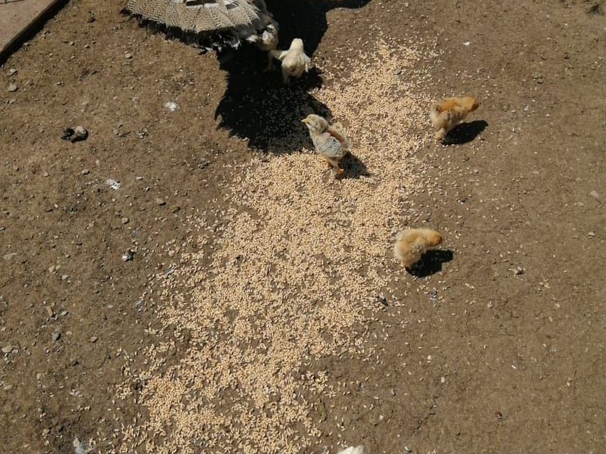 Цыплята брама