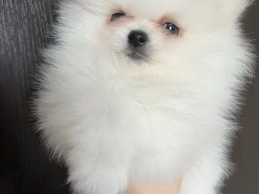 Щенок шпиц 3 мес