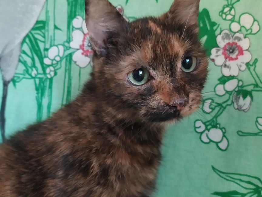 Кошка в хорошие руки