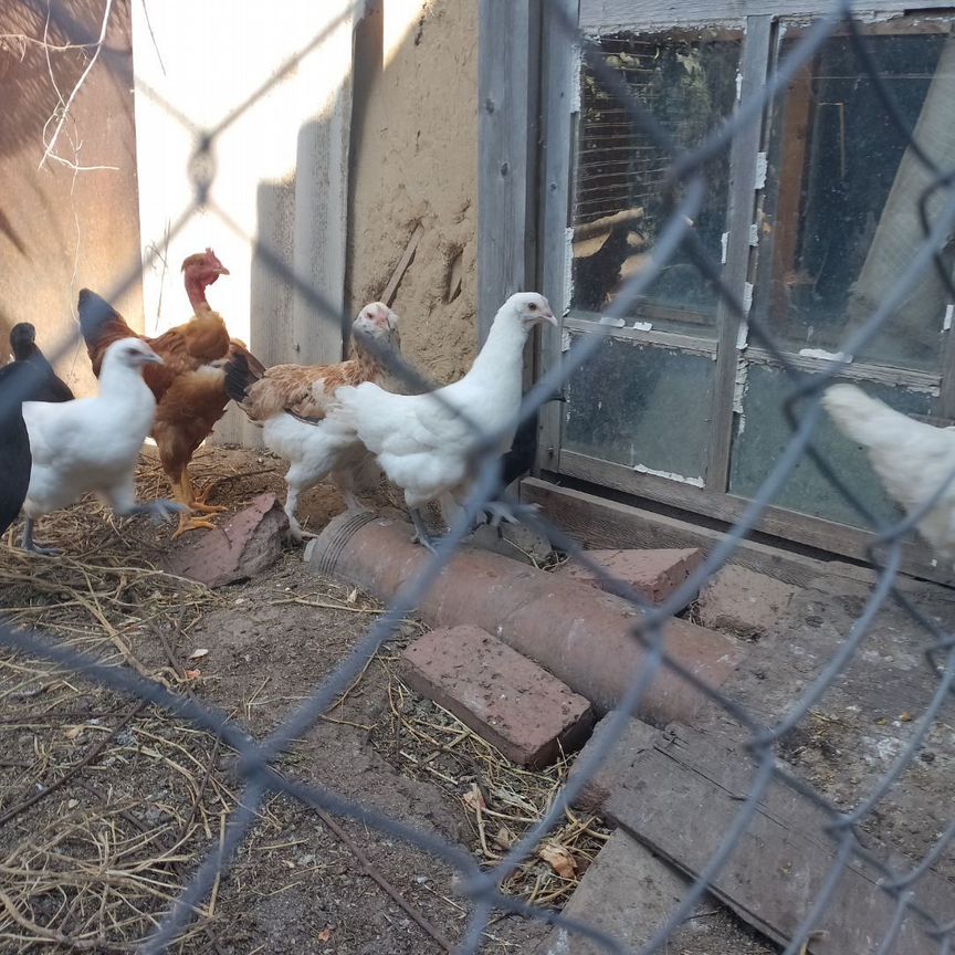 Курочки молодки штучно Брессгальские и Фавероль