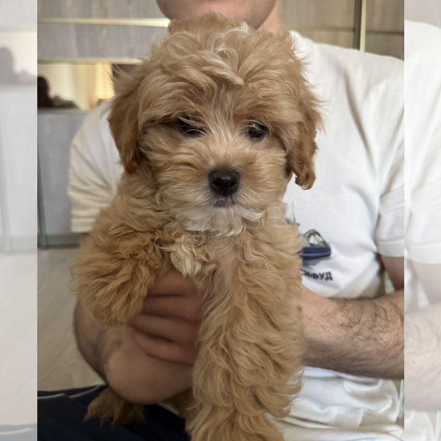 Мальтипу, щенок