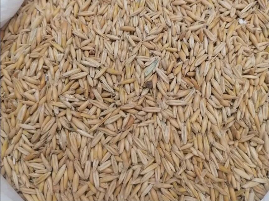 Семечко, Кормовая кукуруза корма