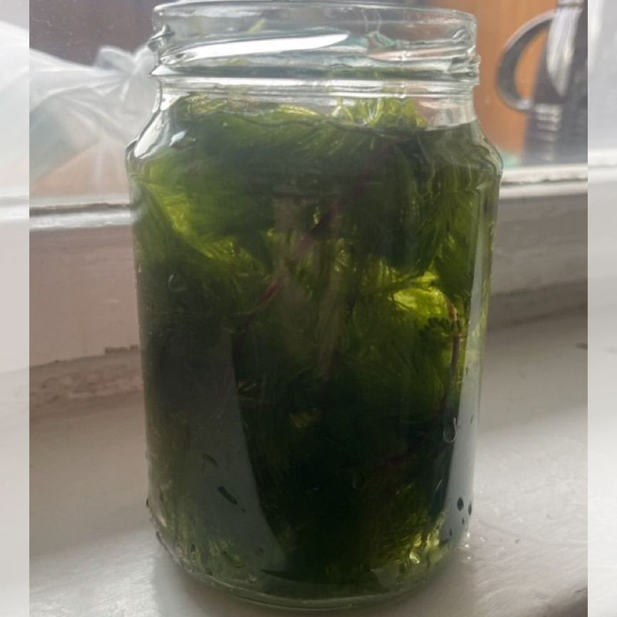 Роголистник красностебельный