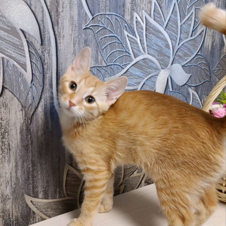 Котёнок Тимурчик