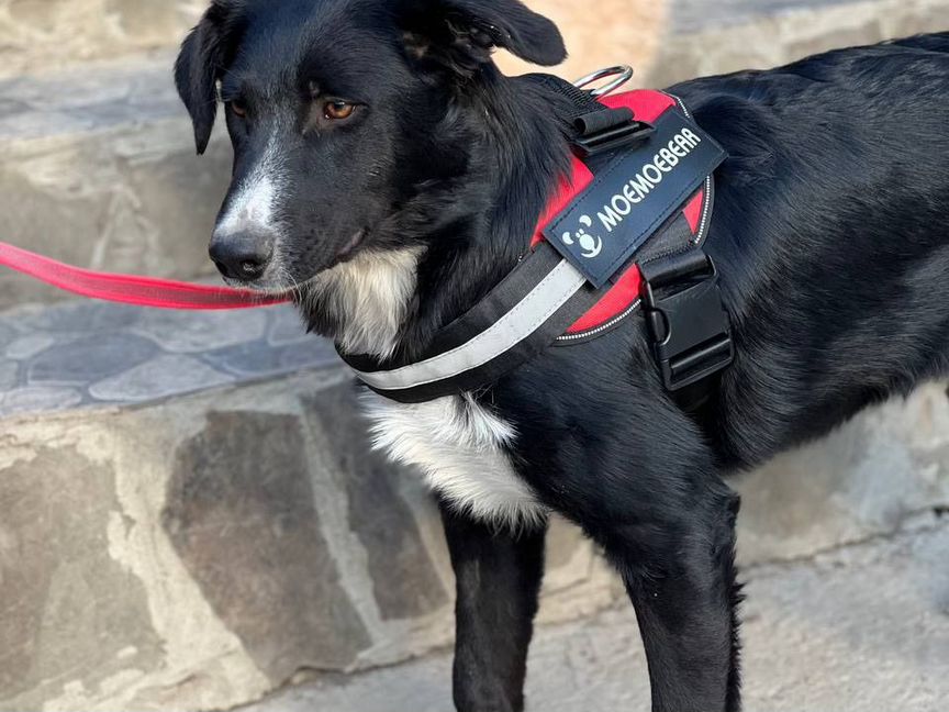 Отдам подросшего щенка в добрые руки