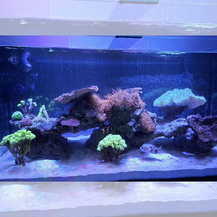 Расформировывается морской аквариум