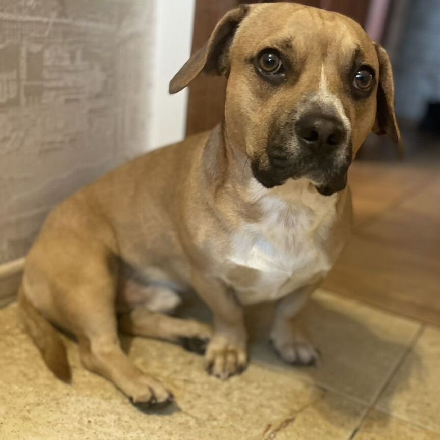 Французский бульдог, взрослый пёс