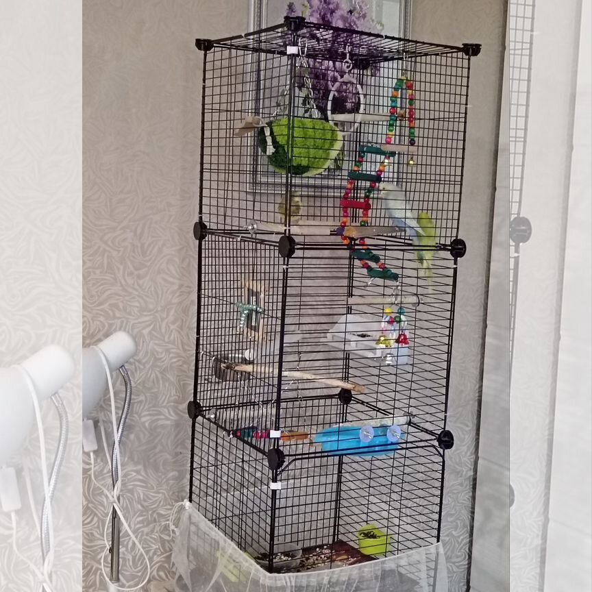 Волнистый попугай и канарейка