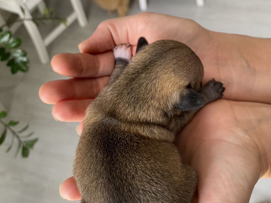 Чихуахуа мини