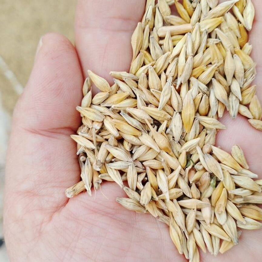 Ячмень озимый