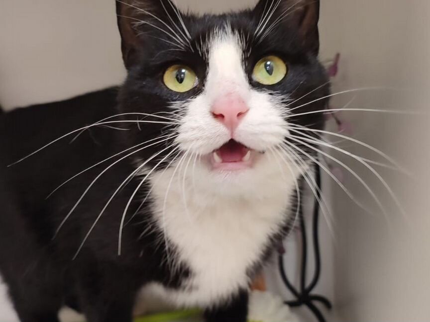 Ласковая кошка в добрые руки